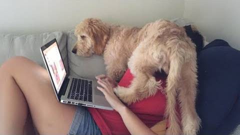 Забавные собаки - На майских праздниках 2025