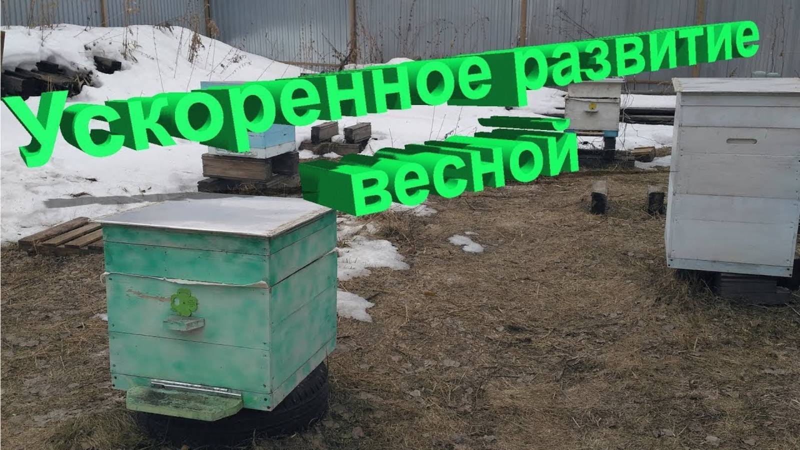 Ускоренное Развитие Пчел Весной – Советы Профессора Кашковского