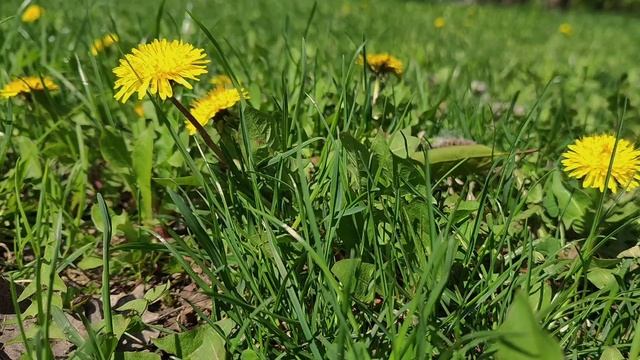 Одуванчики, маленькие солнышки. Весна 2025