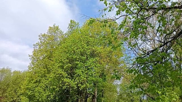 Сиреневый цвет украсил Москву в мае