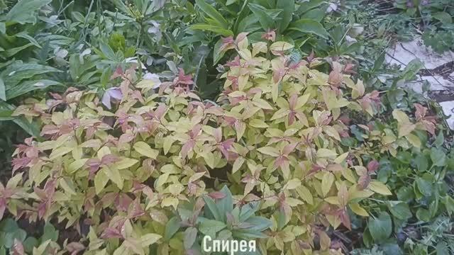 Мой городской цветник 1 и 3 мая 2025: злаки, спаржа, рябчики, прострелы, горец, история о тюльпанах