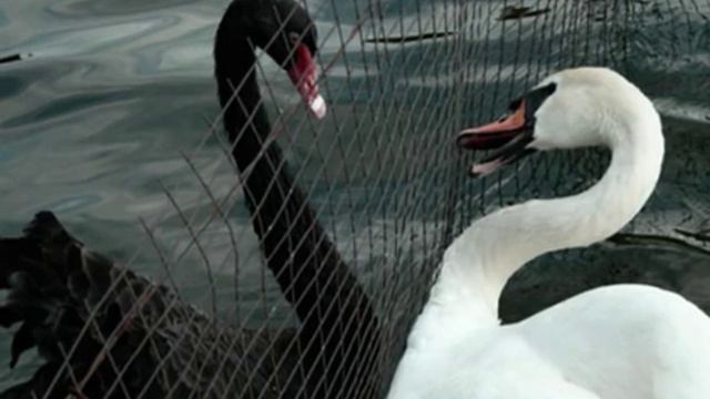 Рыбников, тема Вдохновения