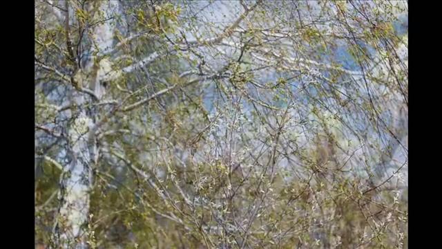 Рыбников Алексей  (Через тернии к звездам).wmv