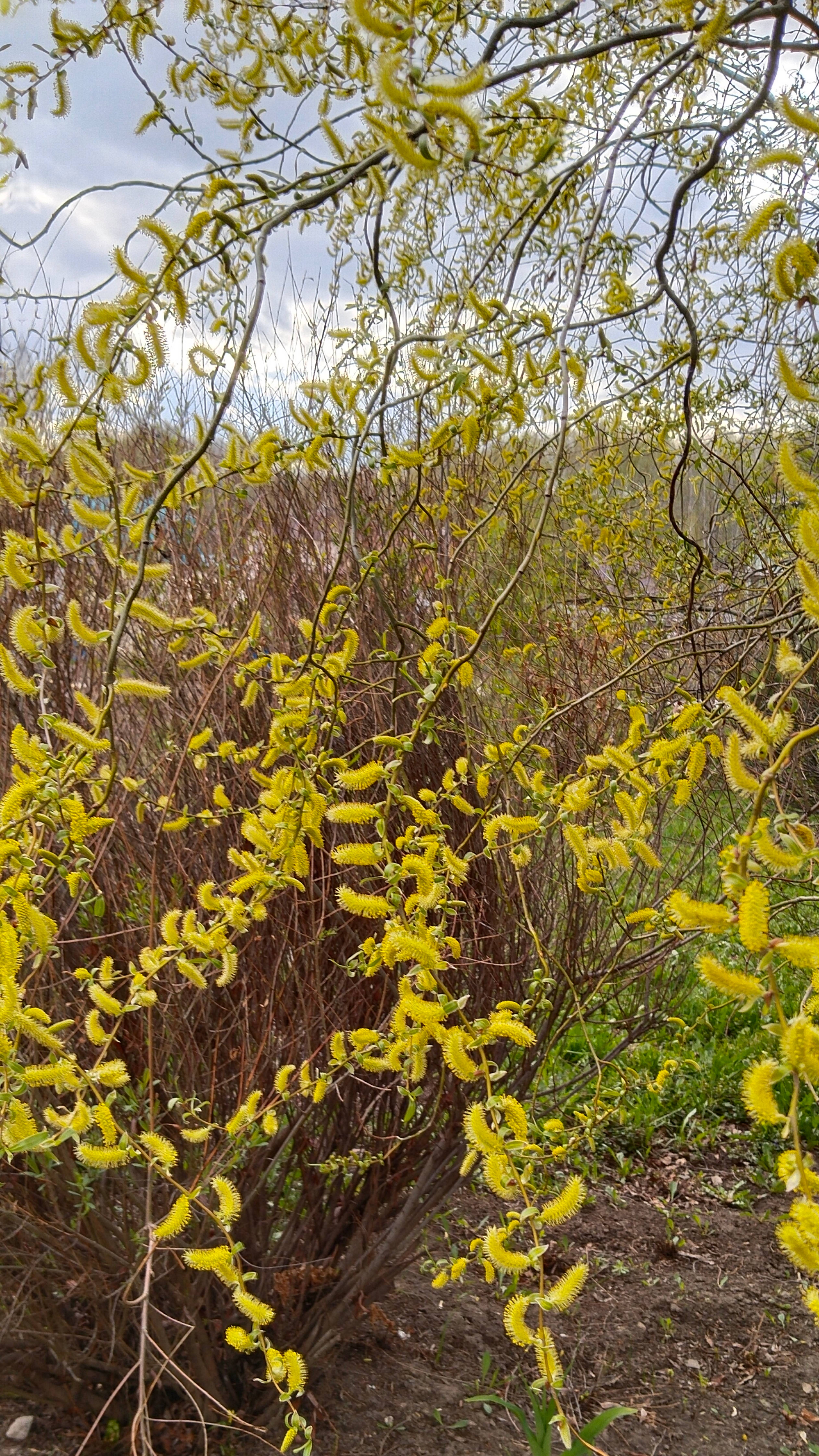 Ива цветет. Красота!