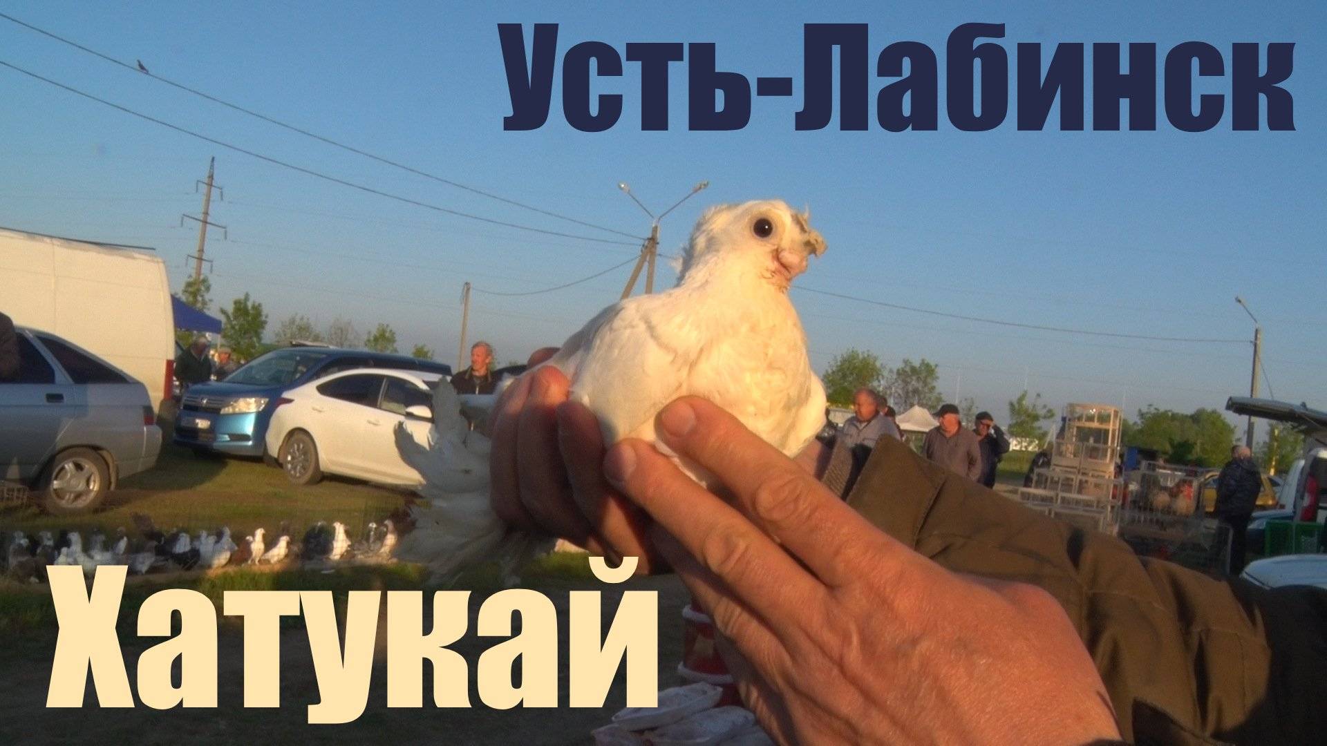 Птичий рынок. Усть-Лабинск (Хатукай). [04.05.2025]