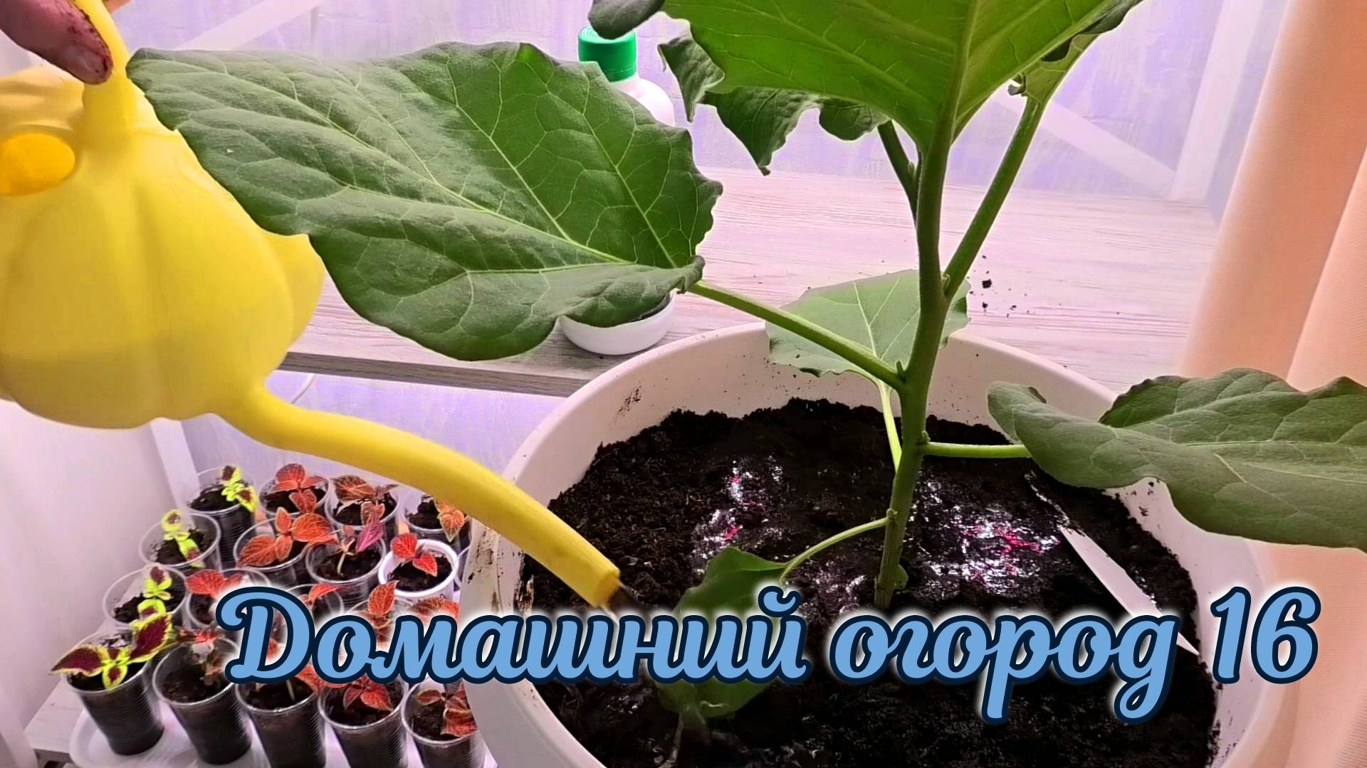 Домашний огород часть 16. Не сажайте томаты на перегной.