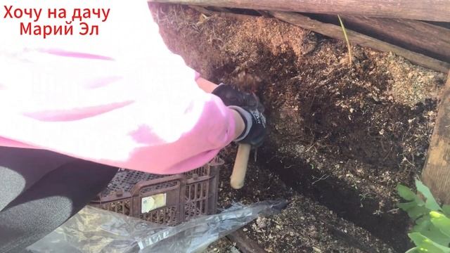 Залили тропинку. Пересаживаю саженцы.