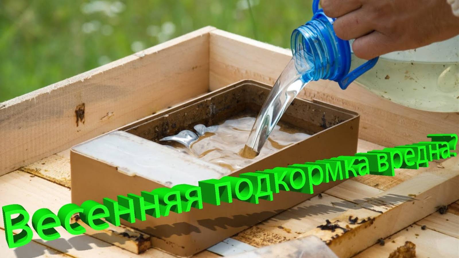 Можно ли кормить пчёл сахаром весной? Жёсткая правда от Кашковского