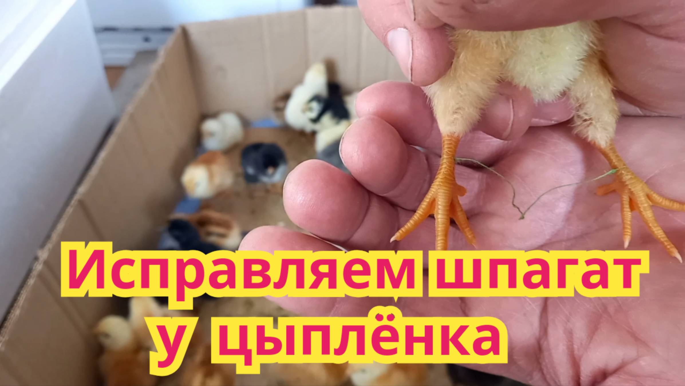 Шпагат у цыплёнка,что сделали мы,чтобы не разъезжались лапки.