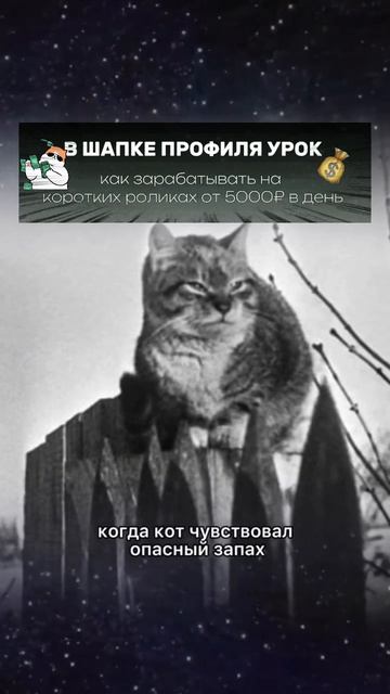 как коты спасали красноармейцев в войну