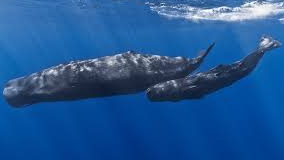 Грозный хищник кашалот