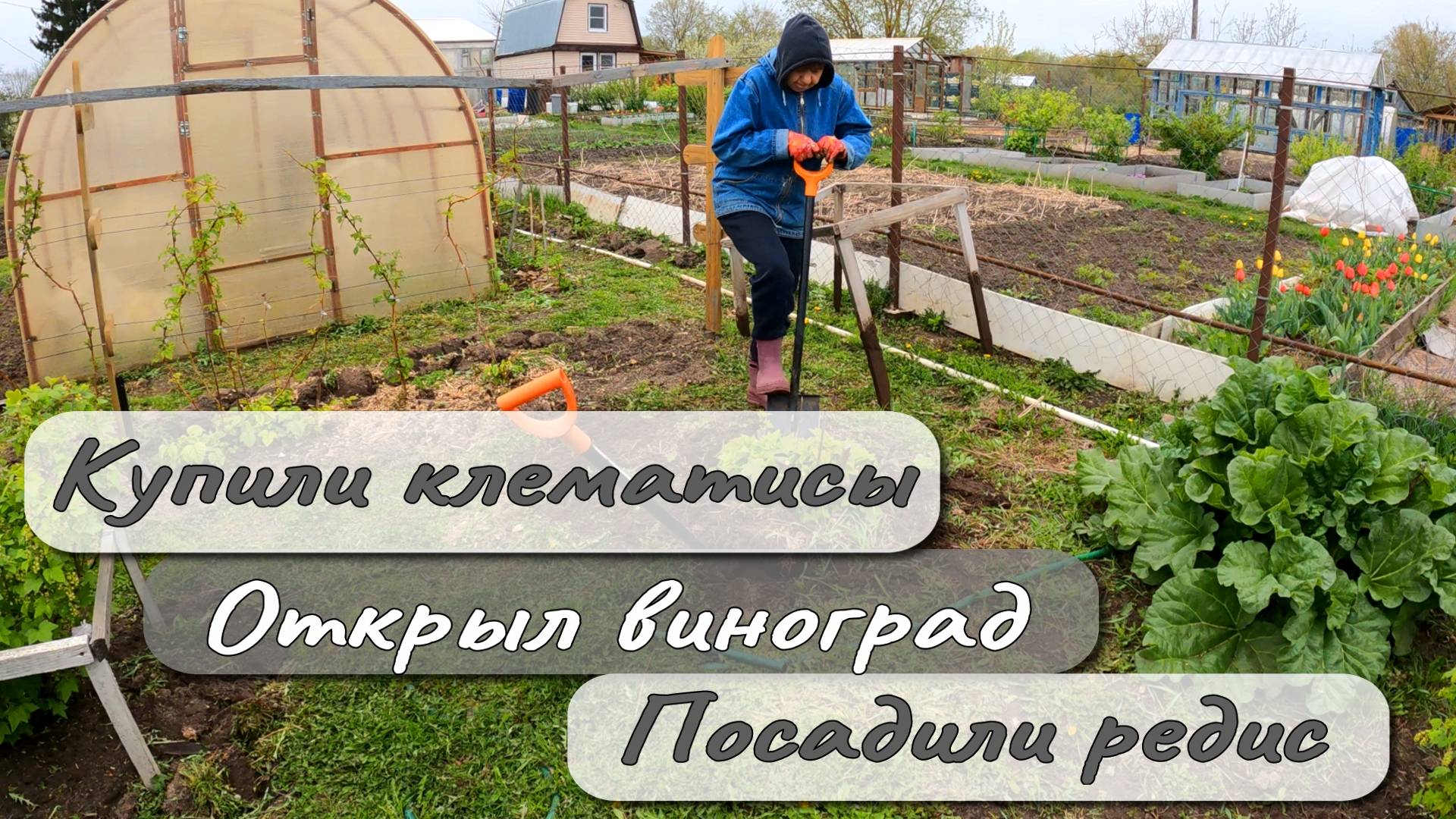КУПИЛИ КЛЕМАТИСЫ  ОТКРЫЛ ВИНОГРАД  ПОСАДИЛИ РЕДИС