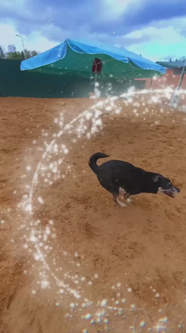 "Что снится собакам в приюте? Свобода без стен? Или люди?" ❥ Приют в Малинках