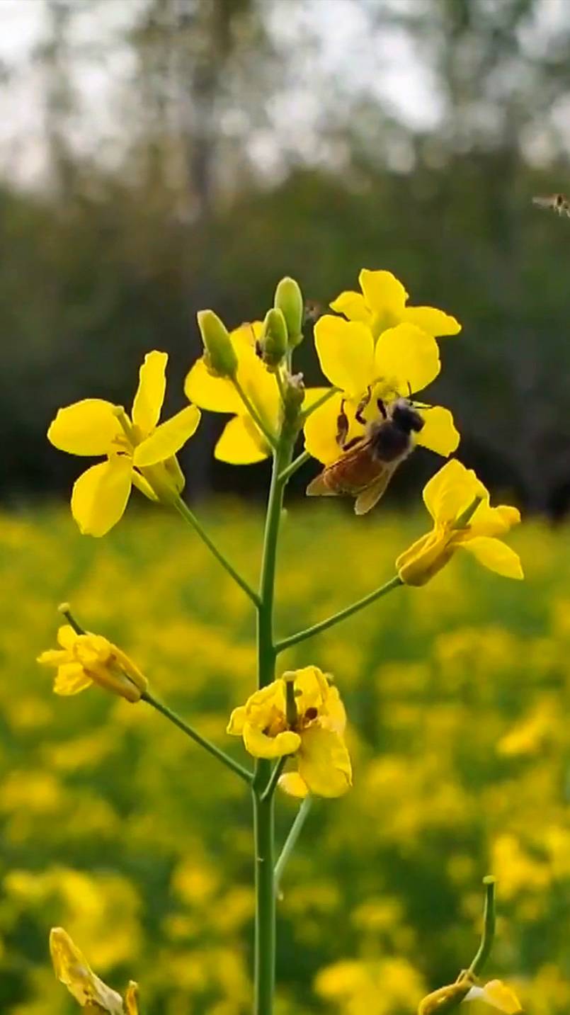 Китайский мёд завоёвывает мир: рекордный экспорт на фоне растущего спроса.