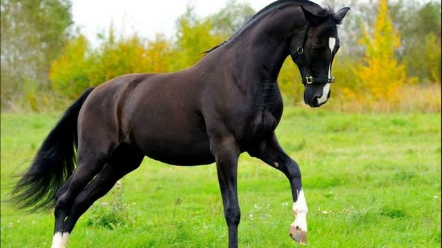 Звуки Лошади. Как Говорит Лошадь. Ржание Лошади