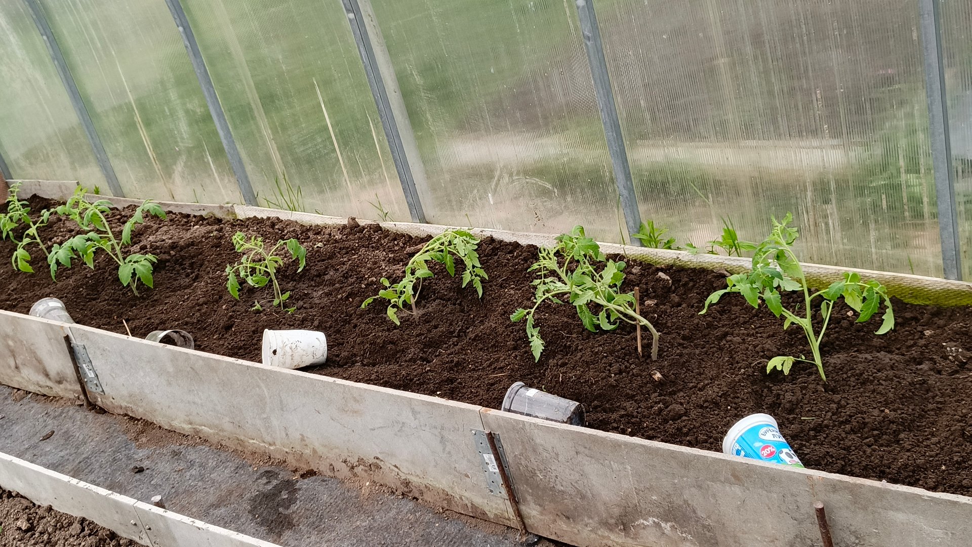 🍅  Схема подкормок томатов 👍 Высаживаю томаты в теплицу.