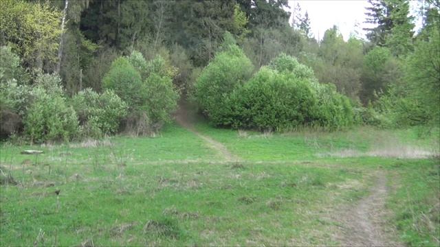 Прогулка по парку ,,Московского,,.veg