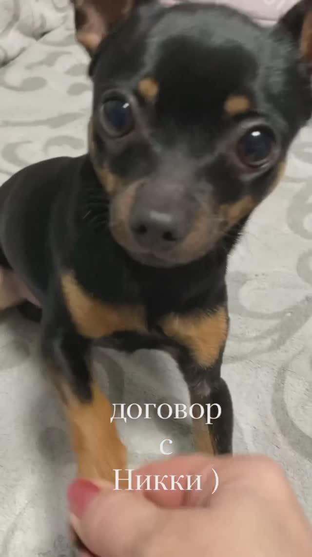 Договор с Никки) . #shorts #договор #приколы