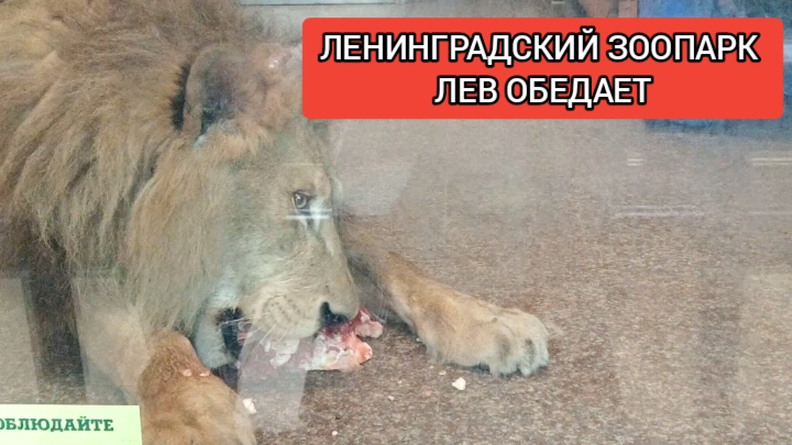 Путешествие в Санкт-Петербург. Ленинградский зоопарк. Лев обедает