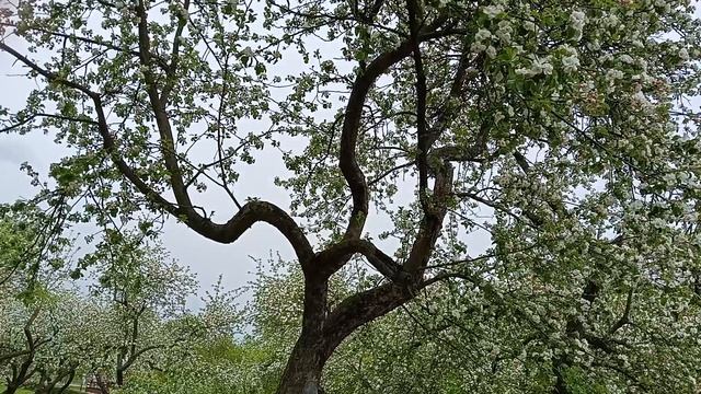 Цветущий яблоневый сад с тюльпанами в Коломенском Москва
