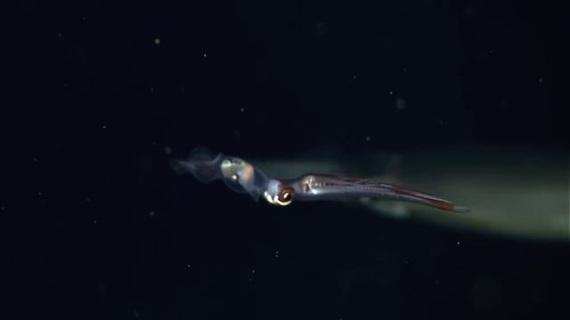 Обман под водой: Как морские обитатели выживают, притворившись другими