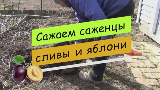 Сажаем саженцы сливы и яблони. Привил абрикос. АРХИВНОЕ ВИДЕО АПРЕЛЬ 2022