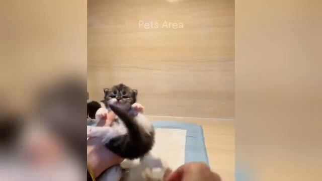 Улетные приколы с животными смех до слез  ЧАСТЬ 7