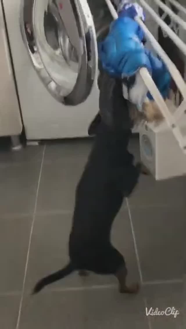 Помощь от Никки / из архива/