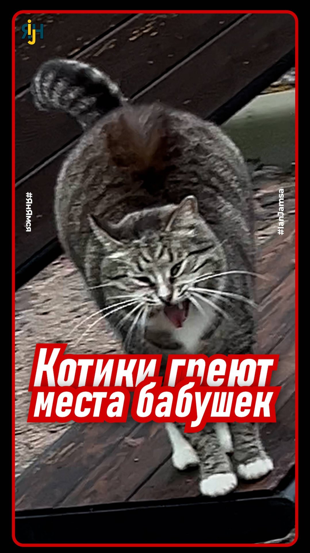 😻👵😽 Котики греют места бабушек #ЯнЯмся #IanJamsa