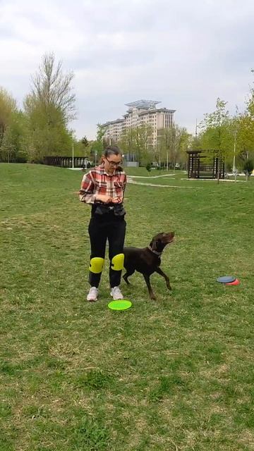 Спортивный Метис Нэтта - дог-кетч и совместные движения