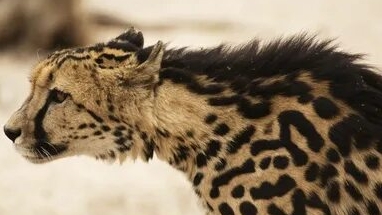 самое королевское животное в мире