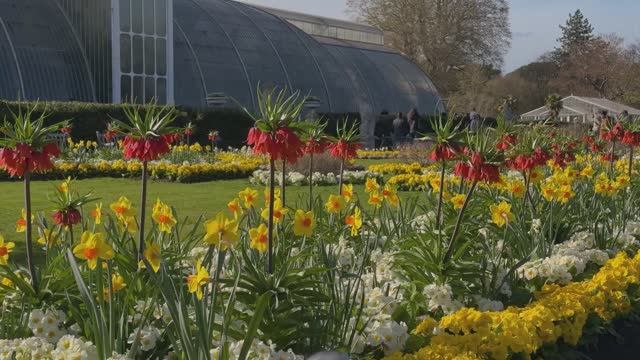 АПРЕЛЬ В ЛОНДОНЕ  ЗНАМЕНИТЫЕ САДЫ КЬЮ ТЮЛЬПАНЫ ЦВЕТУЩАЯ САКУРА И ХУДОЖЕСТВЕННЫЕ ГАЛЕРЕИ