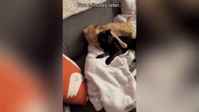 Улетные приколы с животными смех до слез  ЧАСТЬ 5