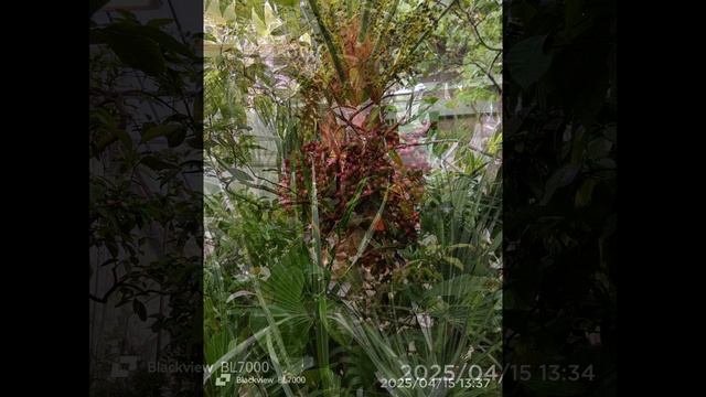 Примеры с камер BL7000 (Blackview) + Ботанический Сад СПб