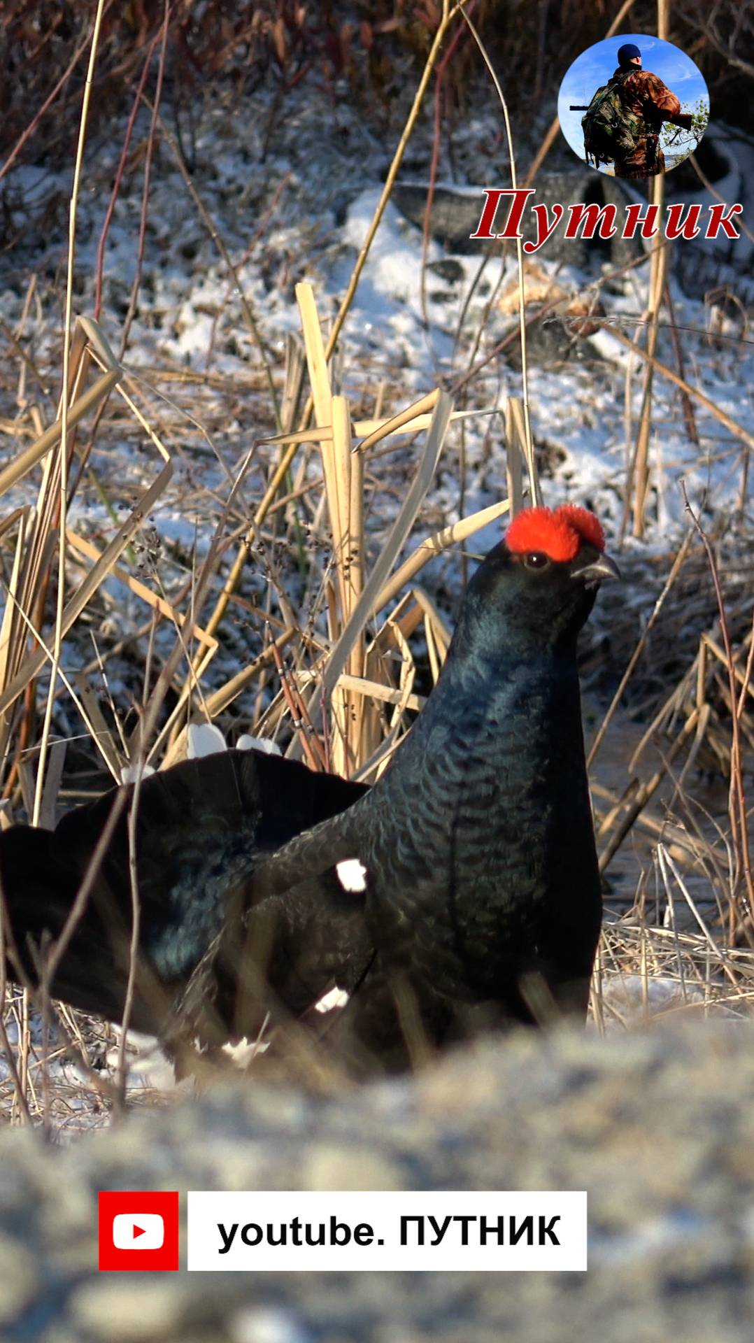 Тетерев весной
