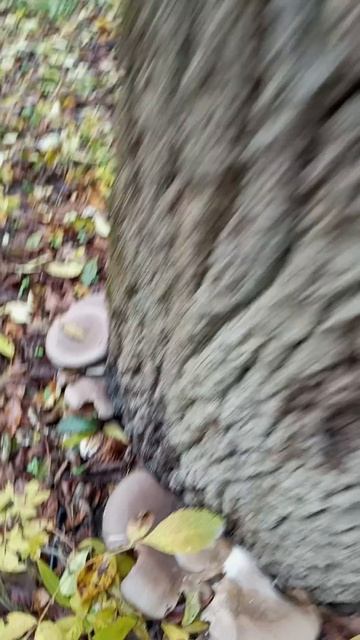 Проверил старые грибные места. Вешенка Тополиная. #грибы #вешенка