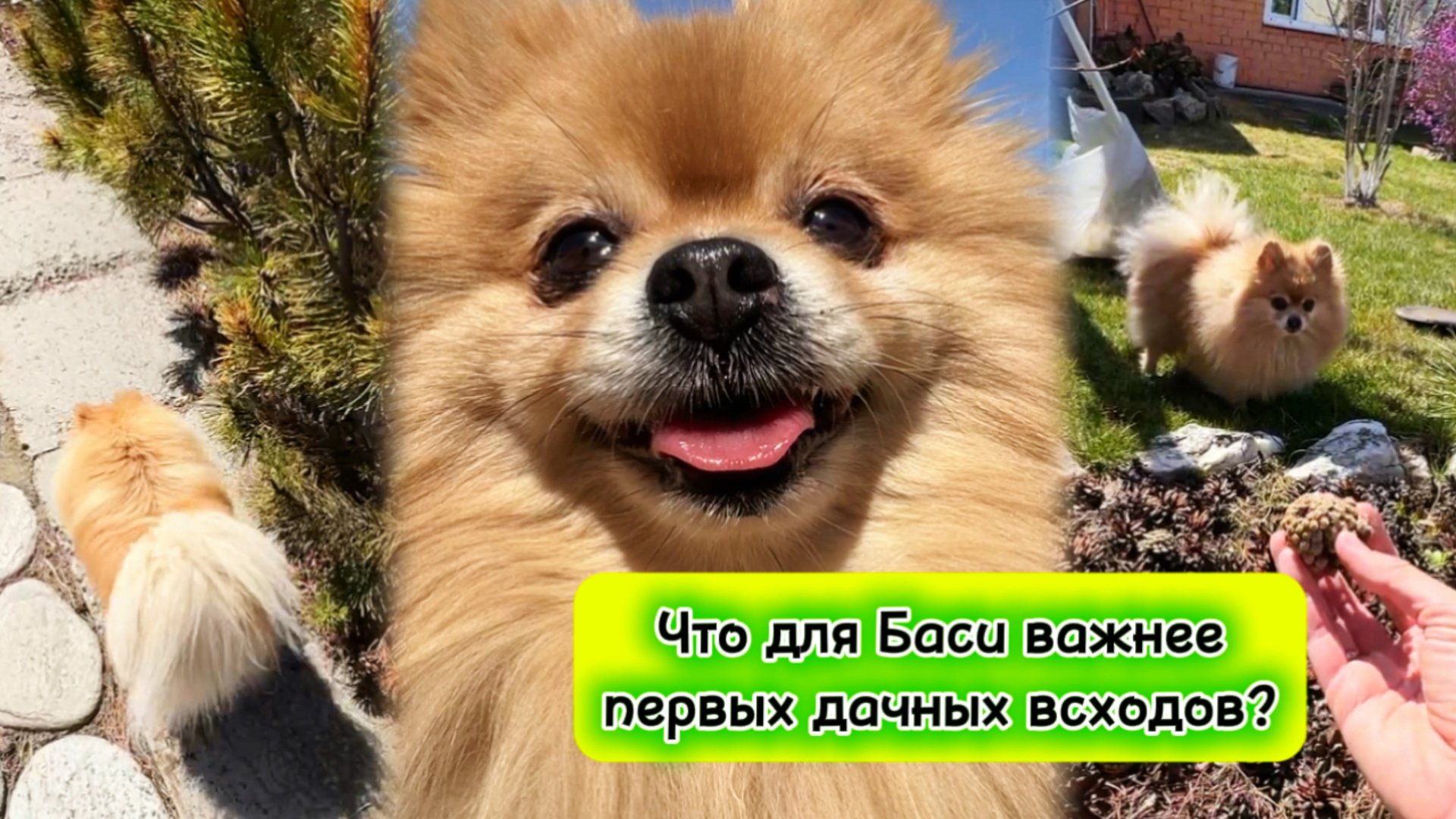 Что для Баси важнее первых дачных всходов?