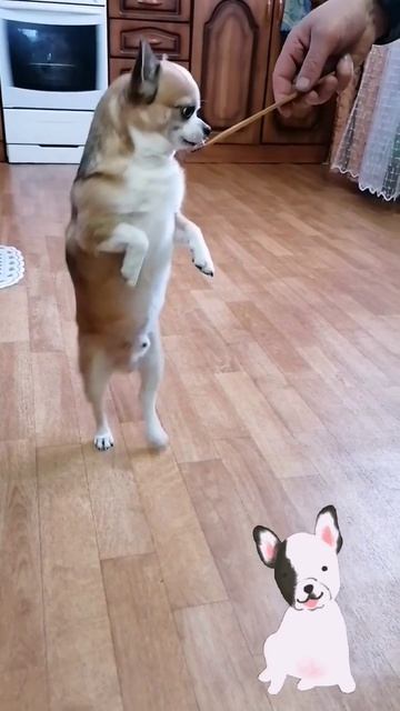 Боня просит вкусняшки