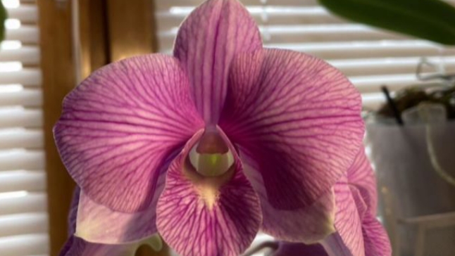 П-2. Ч-7. Обзор дендробиума  Lightning Stroke через 32 дня со 2-ой посылки из 7-ми орхидеи