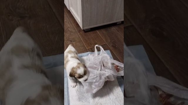 шпана и пакет