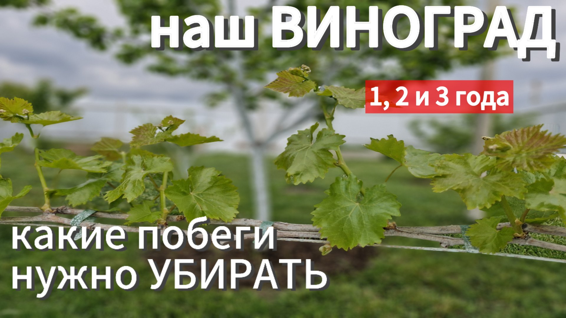 ВИНОГРАД в мае. ФОРМИРОВКА. станица НАТУХАЕВСКАЯ