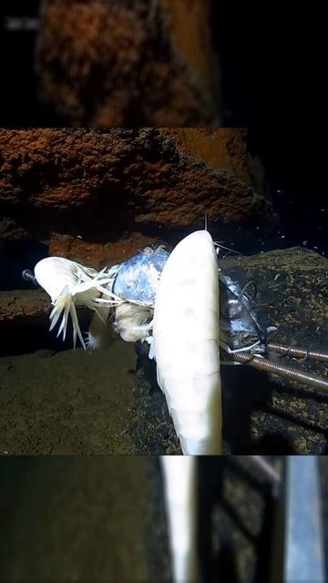 Гигантские рачки из бездны: почему они становятся больше, чем глубже?