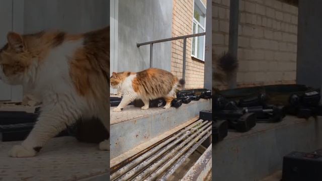 Родники. Детский дом. Лазертаг.