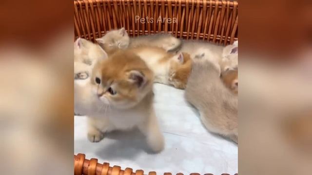 Улетные приколы с животными смех до слез  ЧАСТЬ 6