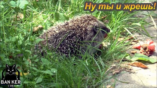 Ежик завтракает