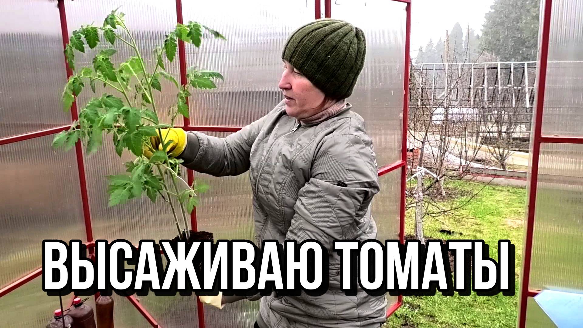 Рассада в теплице, а на улице снег. 2 мая 2025.