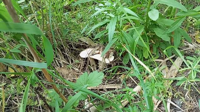 ГРИБ! ТРУД! МАЙ! На майские праздники по грибы. #грибы #тихаяохота #сборгрибов