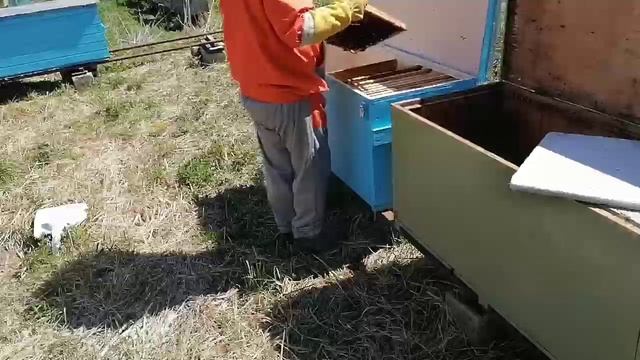 Работы на пасеке. С 300 на 460 рамку. Пересаживаю пчёл в другой улей. Мастер-класс на пасеке.