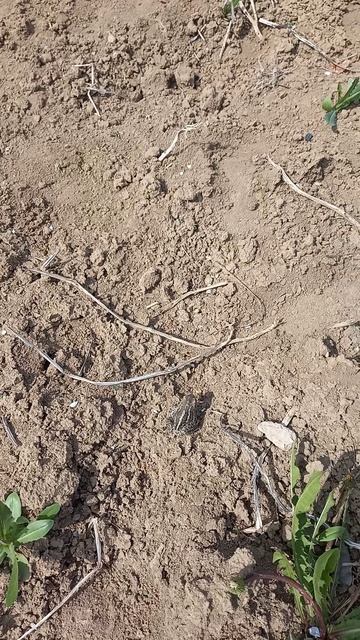 ❗Вот такая Красотка живёт у нас на даче❗ #shorts #short #nature #funny #дача #жаба