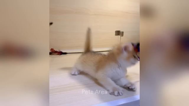 Улетные приколы с животными смех до слез  ЧАСТЬ 2